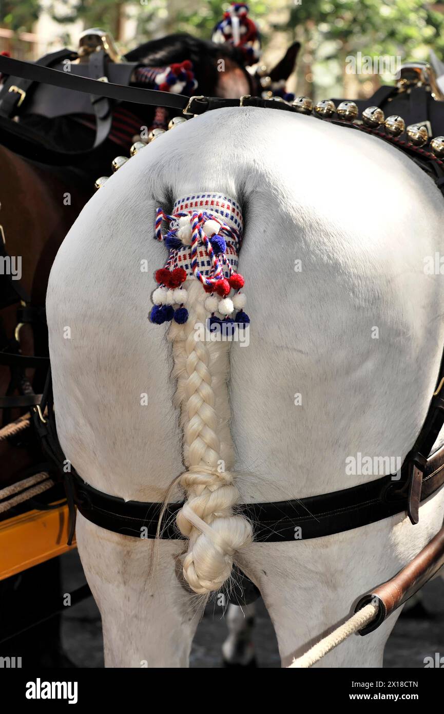 Horse tail braid hi-res stock photography and images - Alamy