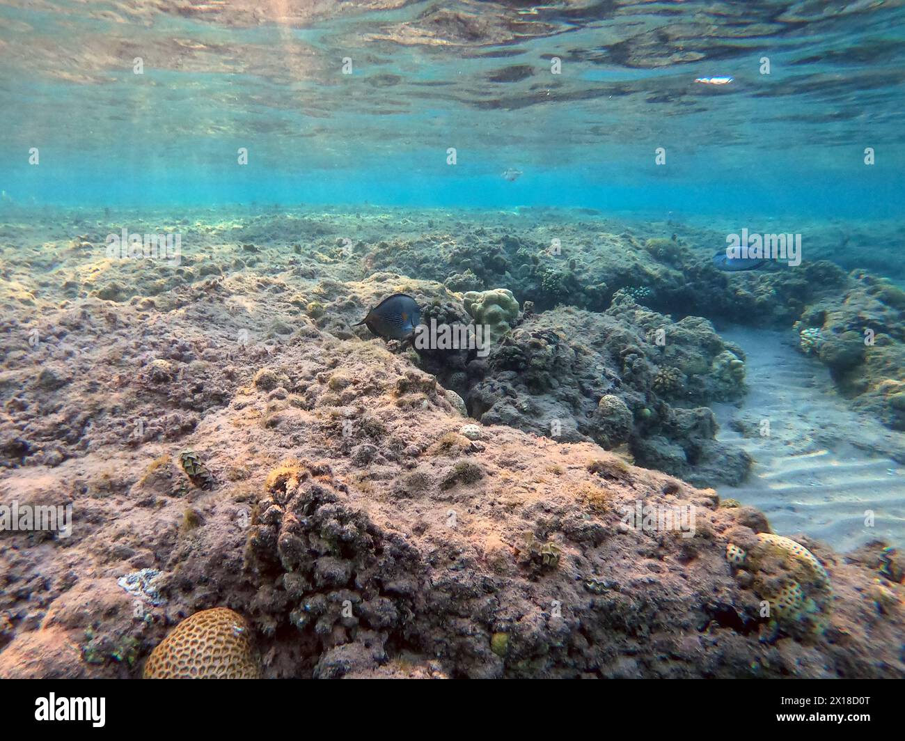 Colorful tropical fish Sohal Surgeon fish (Acanthurus Sohal) tang ...