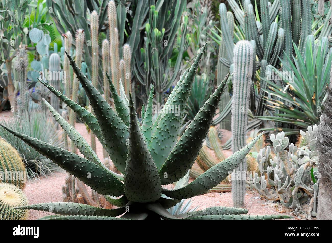 Jardin Majorelle, botanical garden in Marrakech, Large agave plant ...