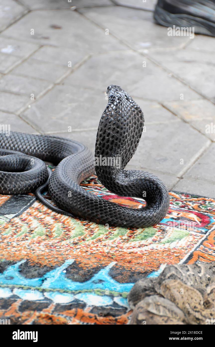 Carpet snake hi-res stock photography and images - Alamy