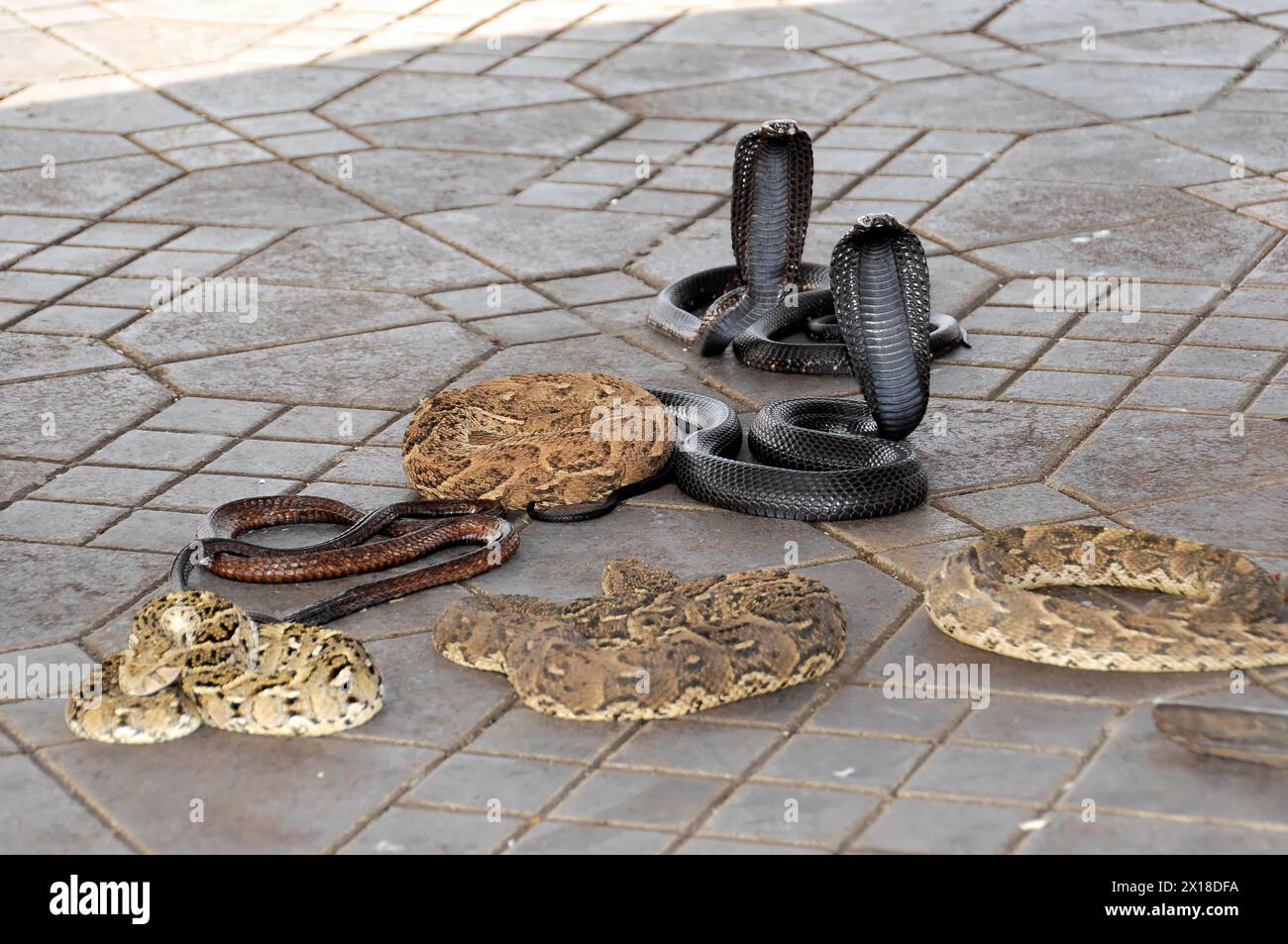 Marrakech, Several snakes of different species lying on a city pavement ...