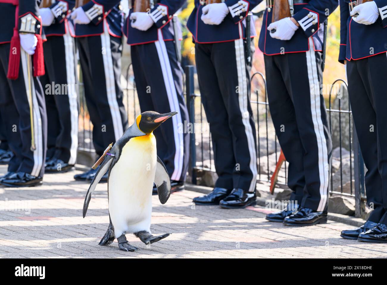 A Guard of Honour for Sir Nils Olav - the most famous king penguin in ...