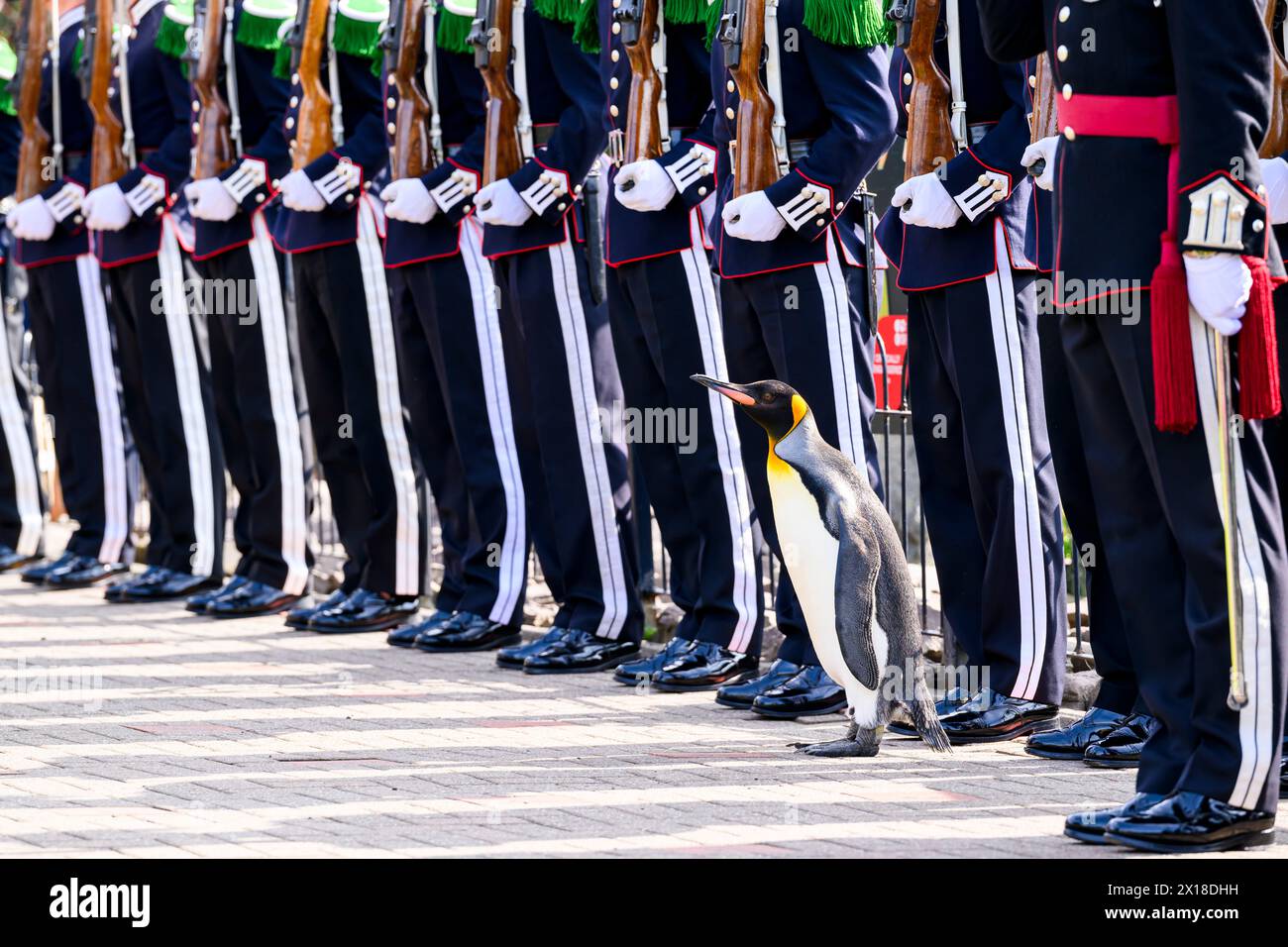 A Guard of Honour for Sir Nils Olav - the most famous king penguin in ...