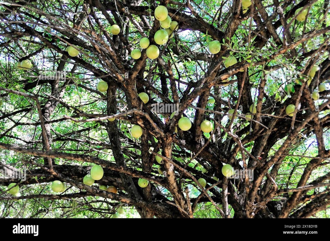Near Leon, Nicaragua, A calabash tree with round fruits and dense ...