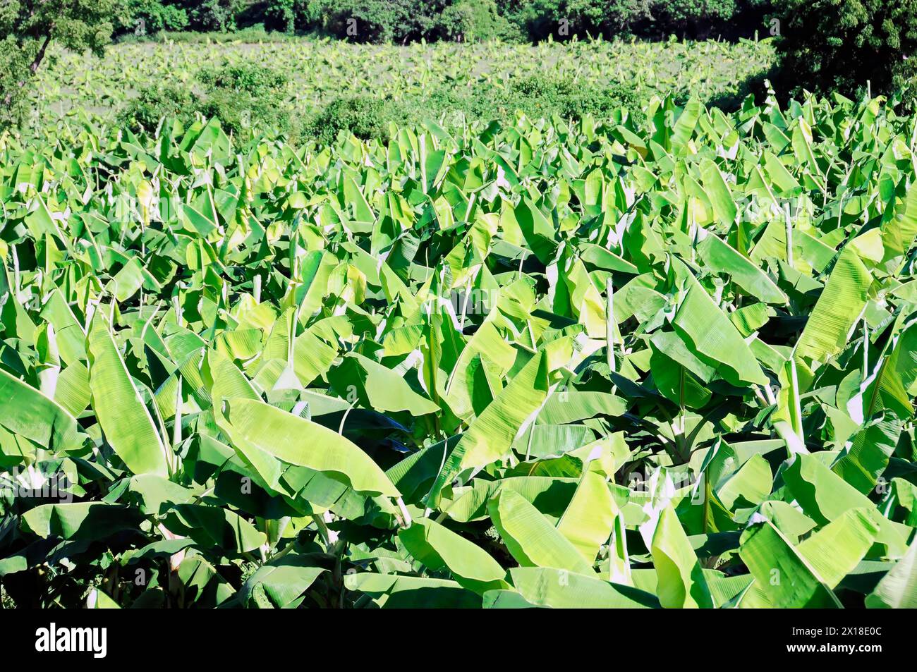 Leon, Nicaragua, Dense planting with banana trees, green leaves ...