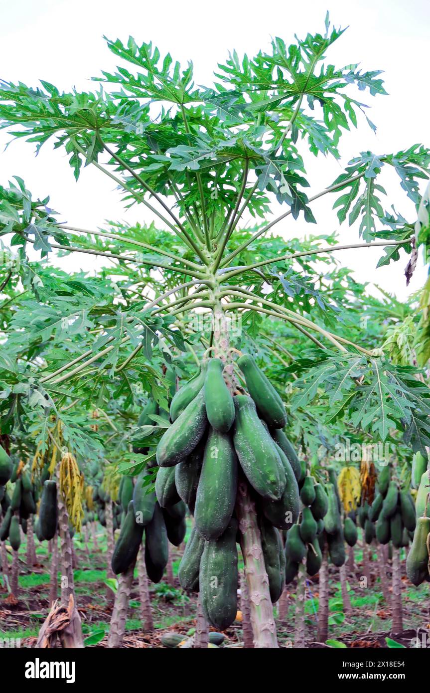 On the road near Rivas, A lush papaya tree with many ripe fruits ...