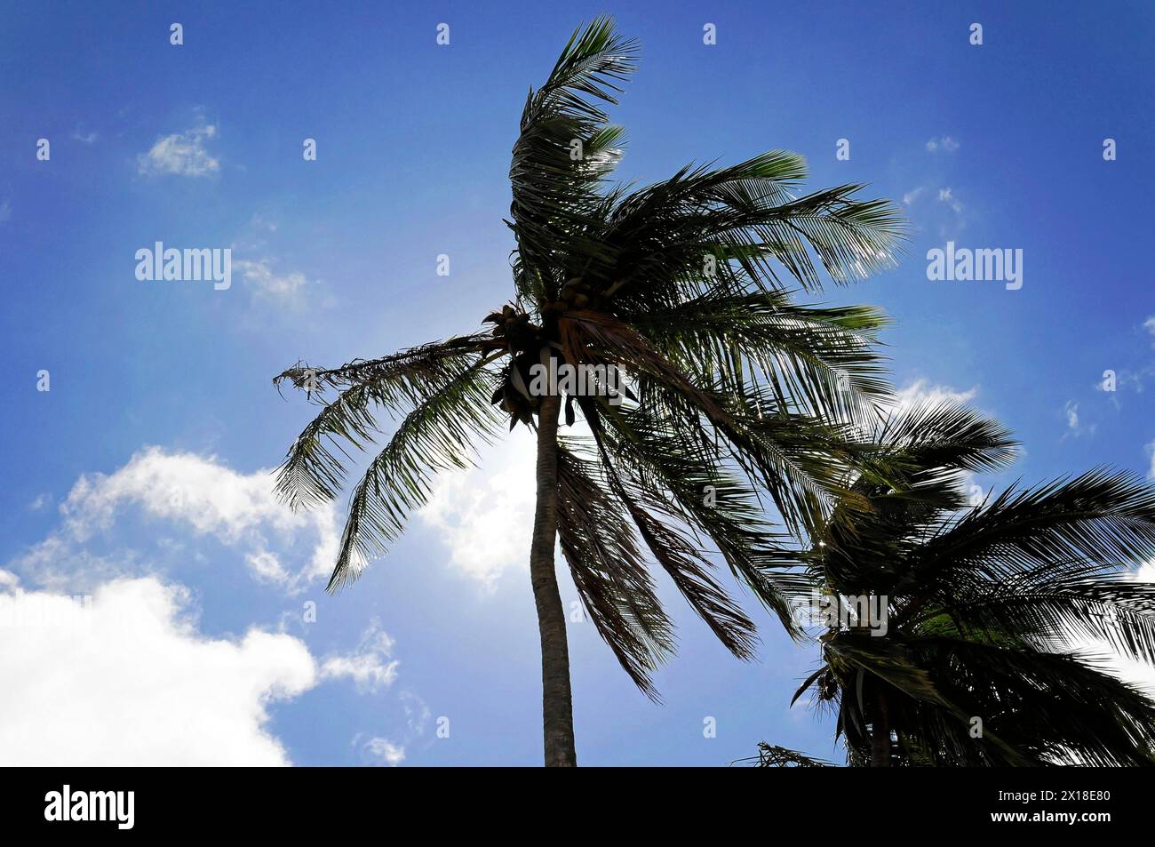 San Juan del Sur, Nicaragua, High palm tree against the sky, the leaves ...