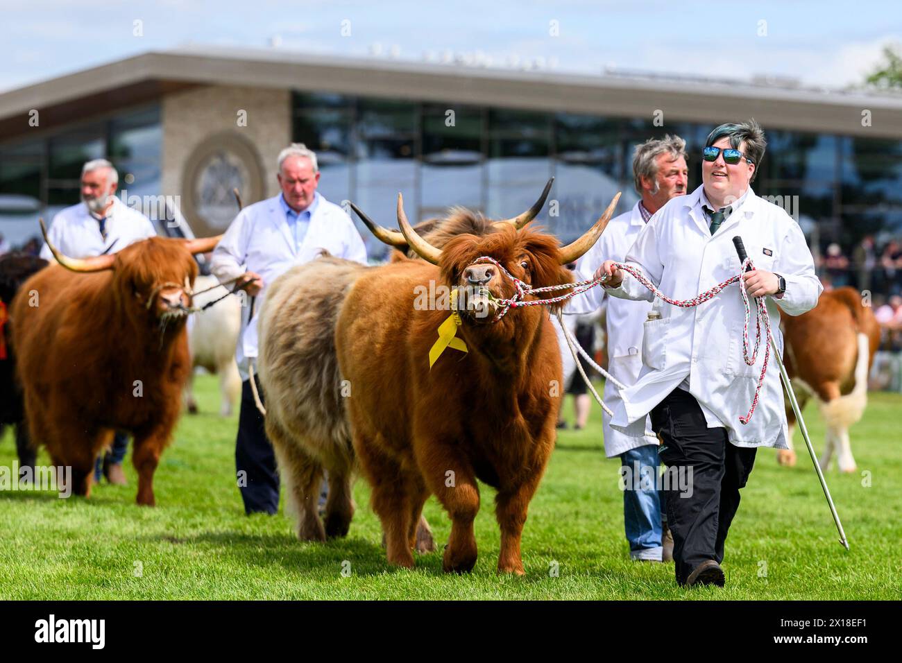 The Royal Highland Show Cattle Highland Cow Stock Photo - Alamy