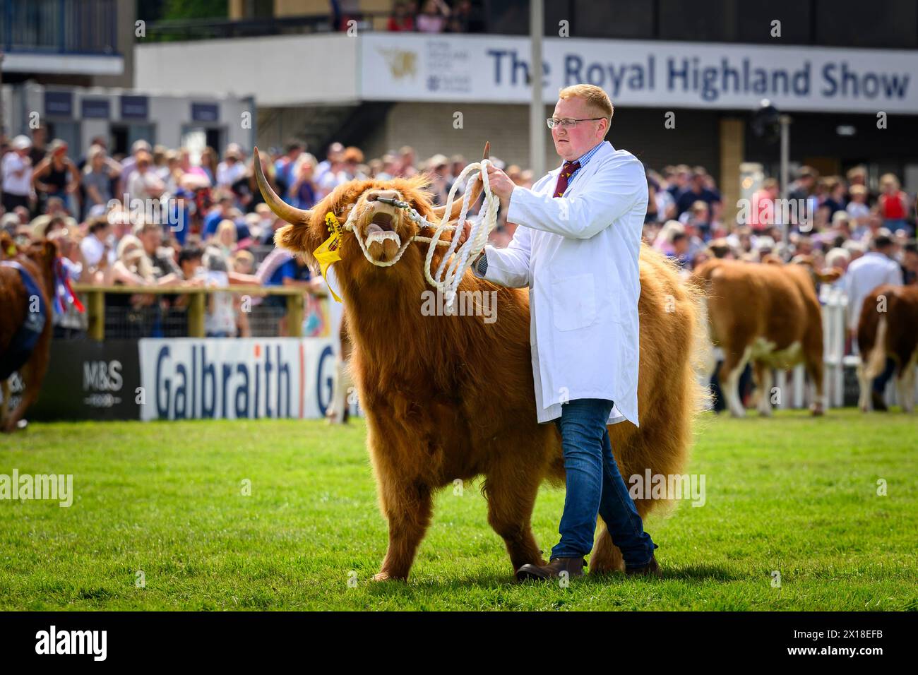 The Royal Highland Show Cattle Highland Cow Stock Photo - Alamy