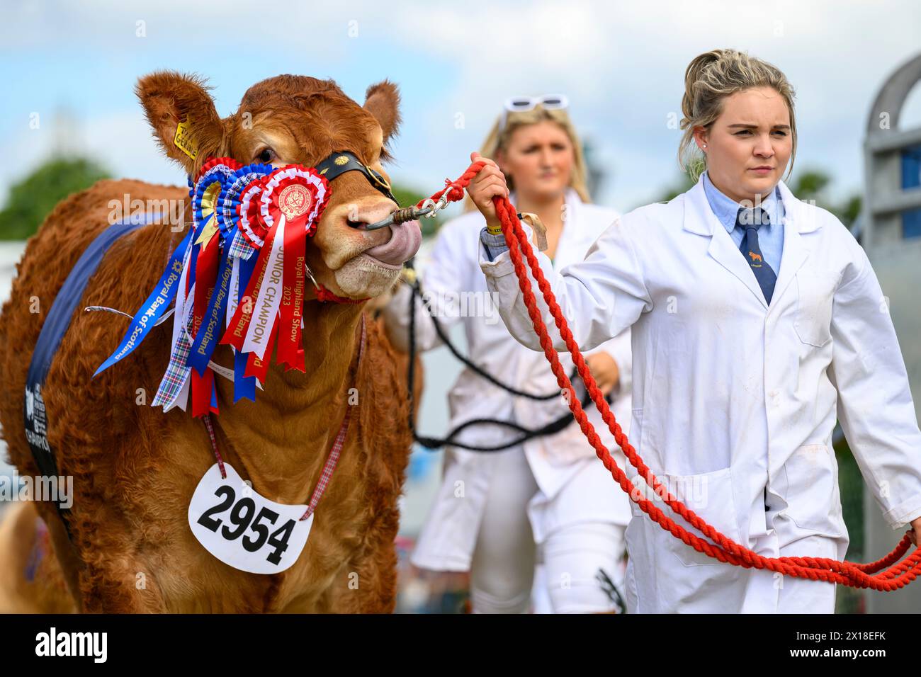 Show cattle hi-res stock photography and images - Alamy
