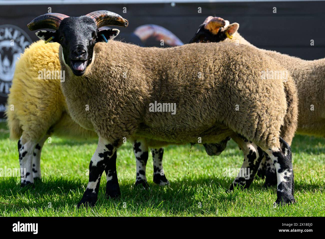 The Royal Highland Show Sheep Stock Photo - Alamy