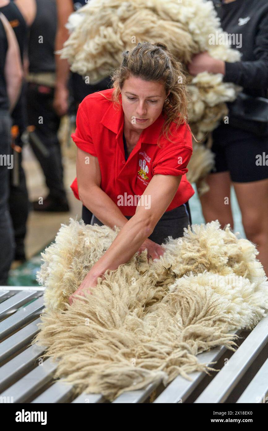 The Royal Highland Show Sheep Sheering Stock Photo - Alamy