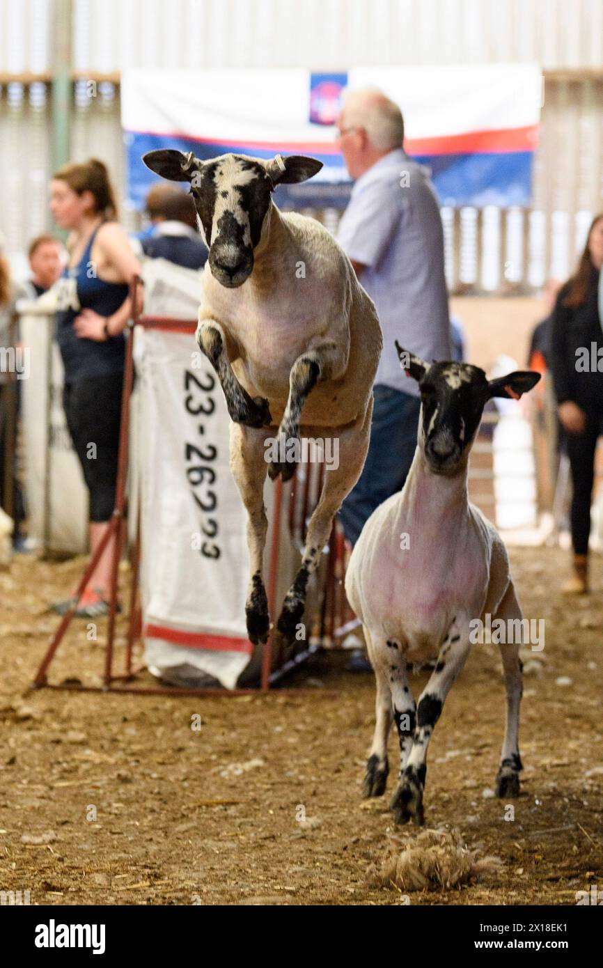 The Royal Highland Show Sheep Sheering Stock Photo - Alamy