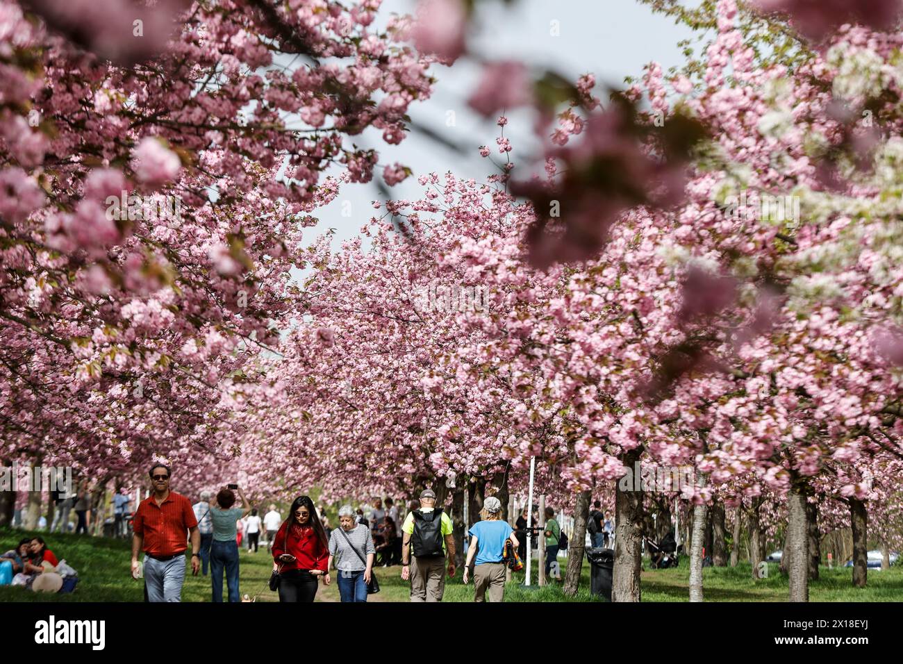Blossoming cherry trees on the TV Asahi cherry blossom avenue on the Berlin Wall Trail. The ...
