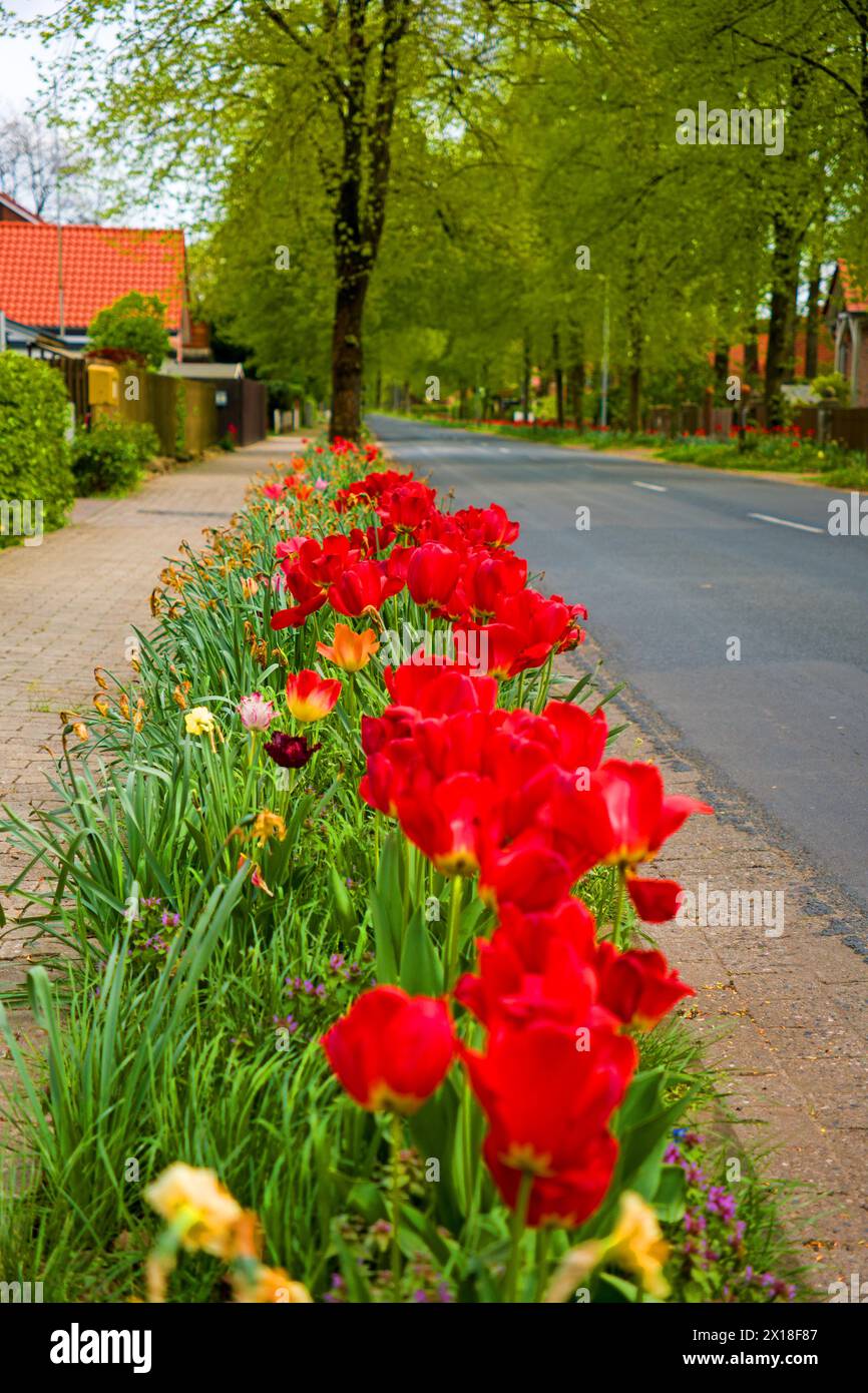 A village street planted with tulips at the roadside 04857 Stock Photo ...