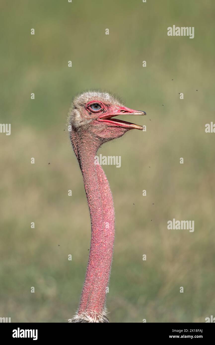 Close-up portrait of a common ostrich male in breeding colours showing details of head, eyes and ...