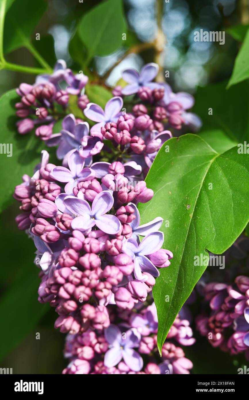 Iserlohn. This year's unusually warm weather in April has already given ...