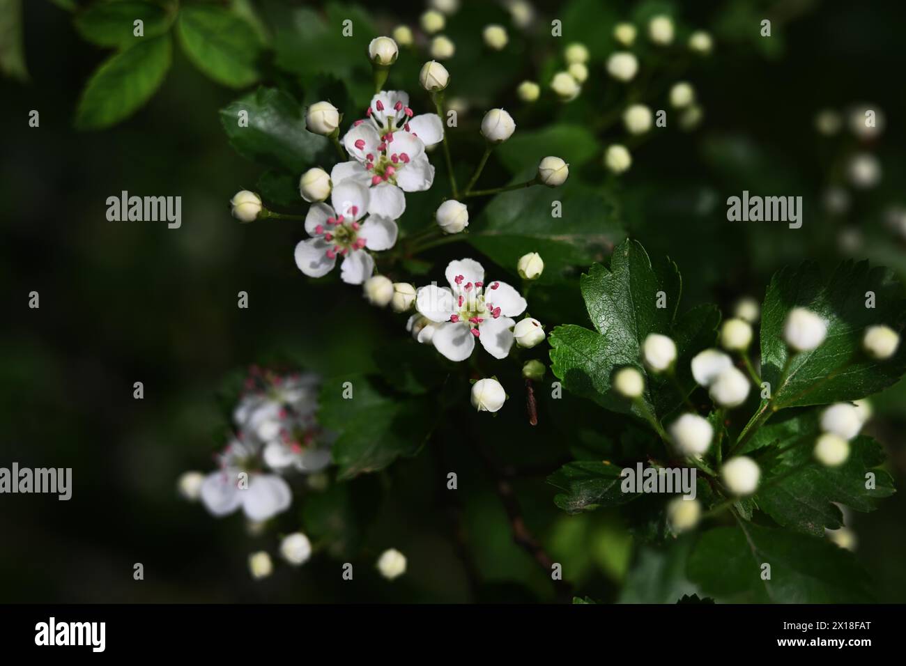 Iserlohn. This year's unusually warm weather in April has already given ...