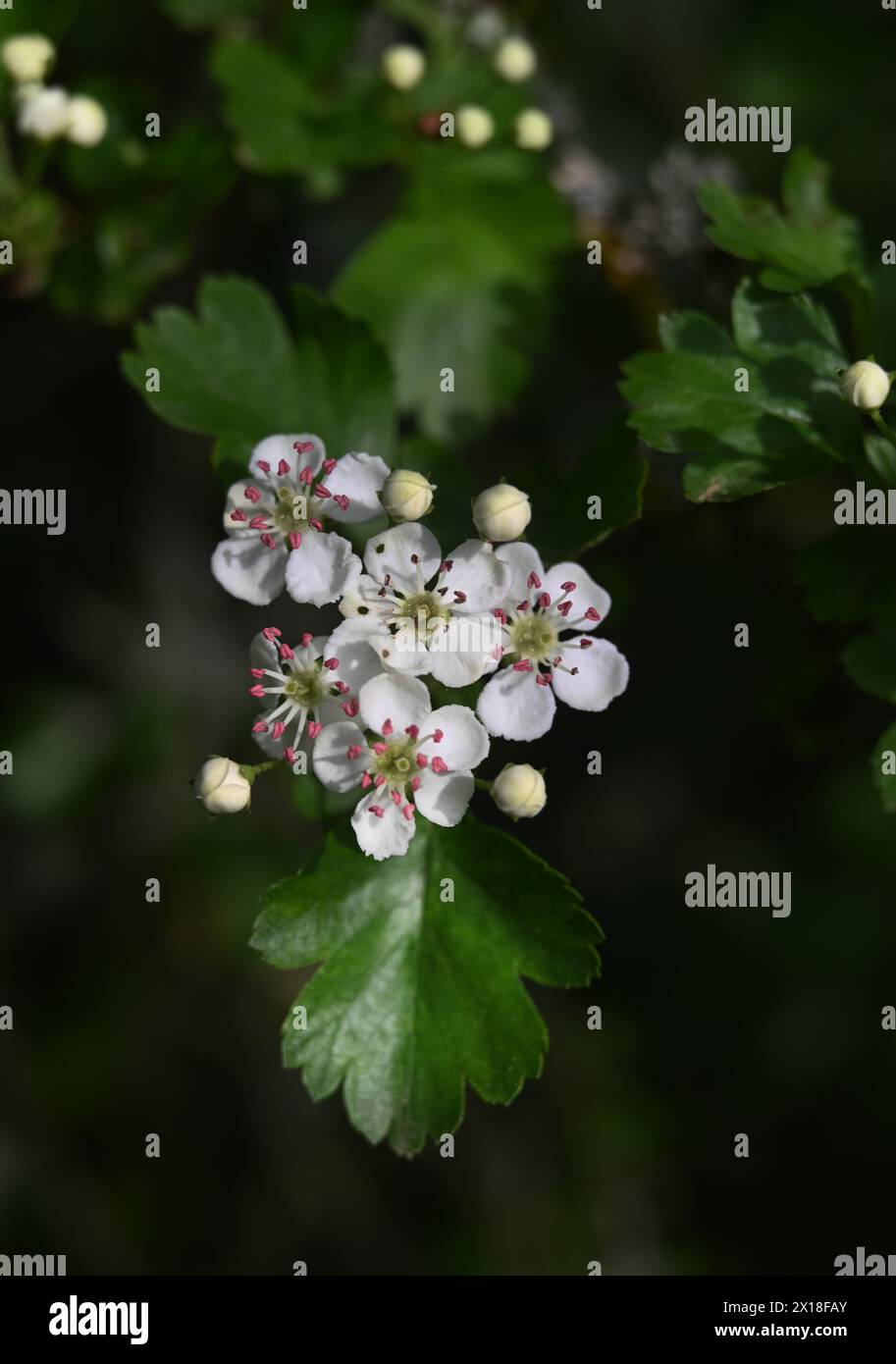 Iserlohn. This year's unusually warm weather in April has already given ...