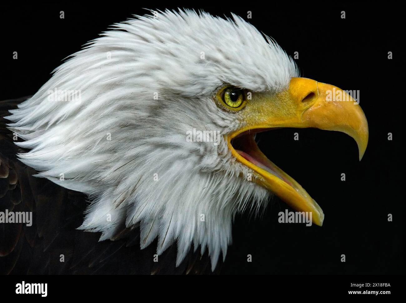 Animal, animals, bird, birds, bird of prey, birds of prey, eagle, white ...