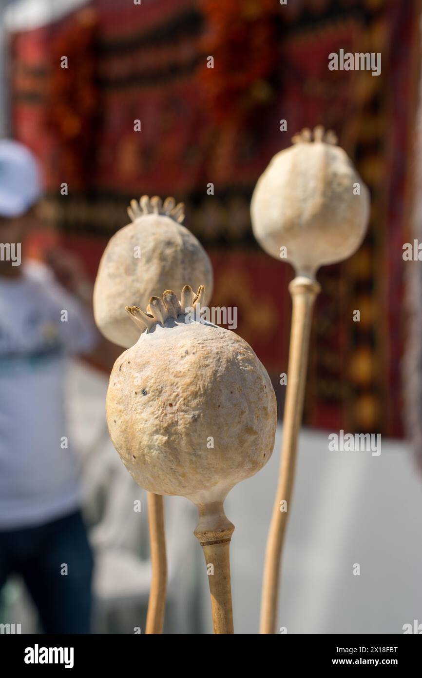 Dried poppy heads seen in view Stock Photo - Alamy