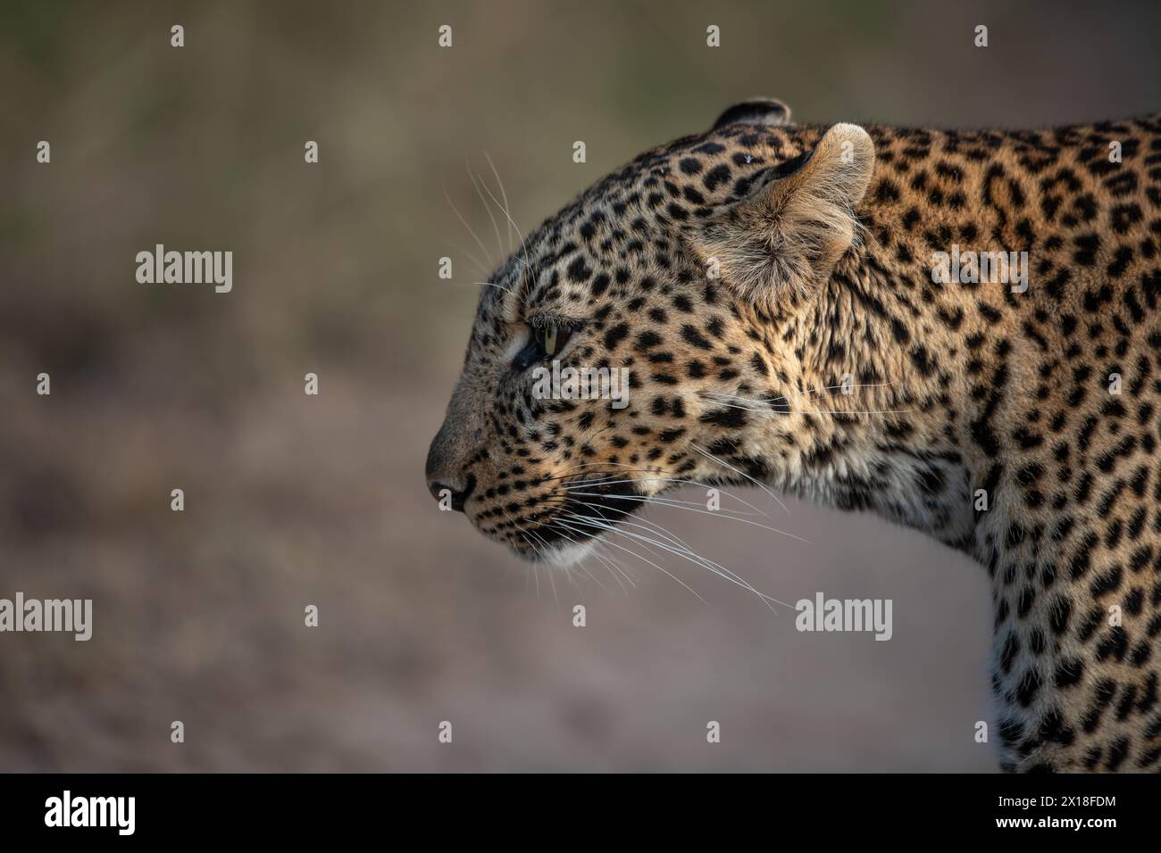 Professional portrait of the side profile of an African leopard under ...