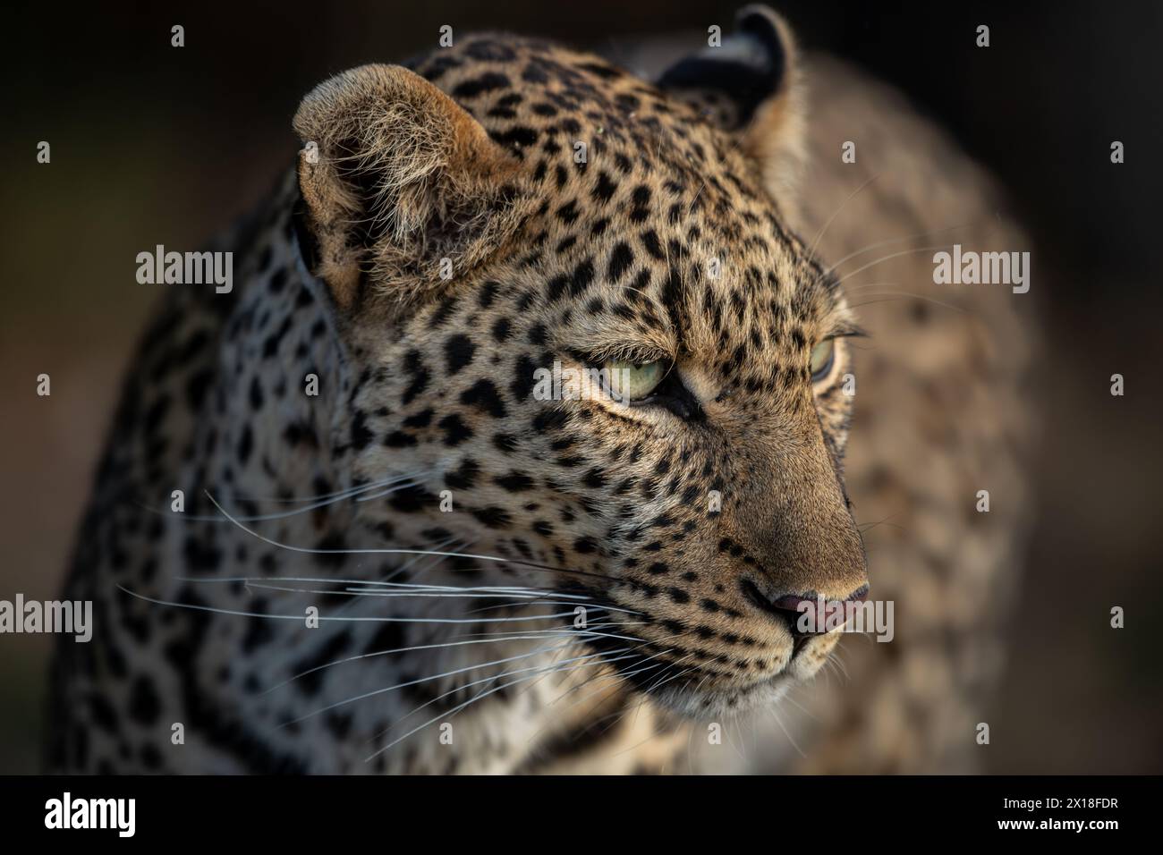 Professional portrait of an African leopard taken in soft evening light ...