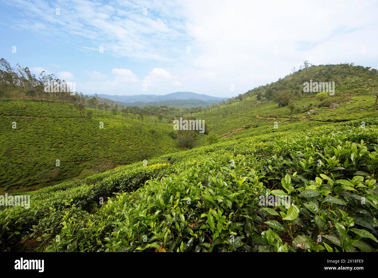 Green hilly landscape with tea plantations, Thekkady, Kerala, India ...