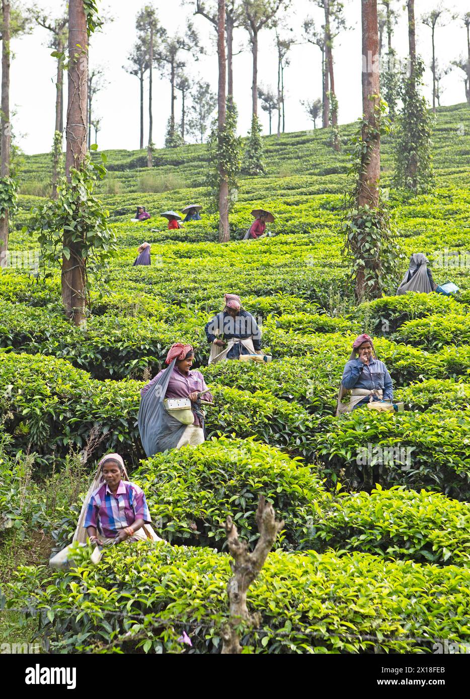 Indian tea pickers on a tea plantation, Thekkady, Kerala, India Stock ...