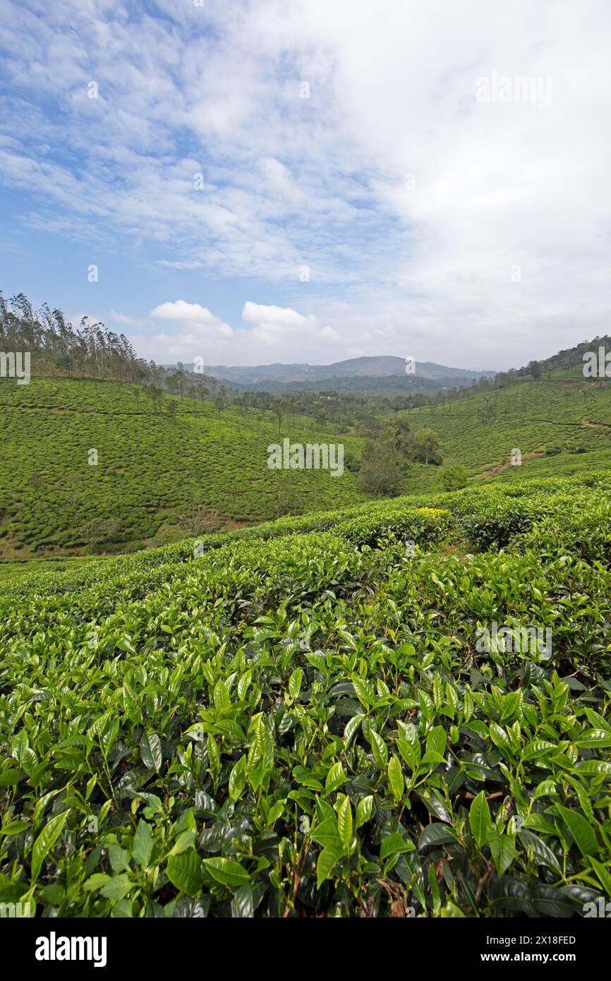 Green hilly landscape with tea plantations, Thekkady, Kerala, India ...