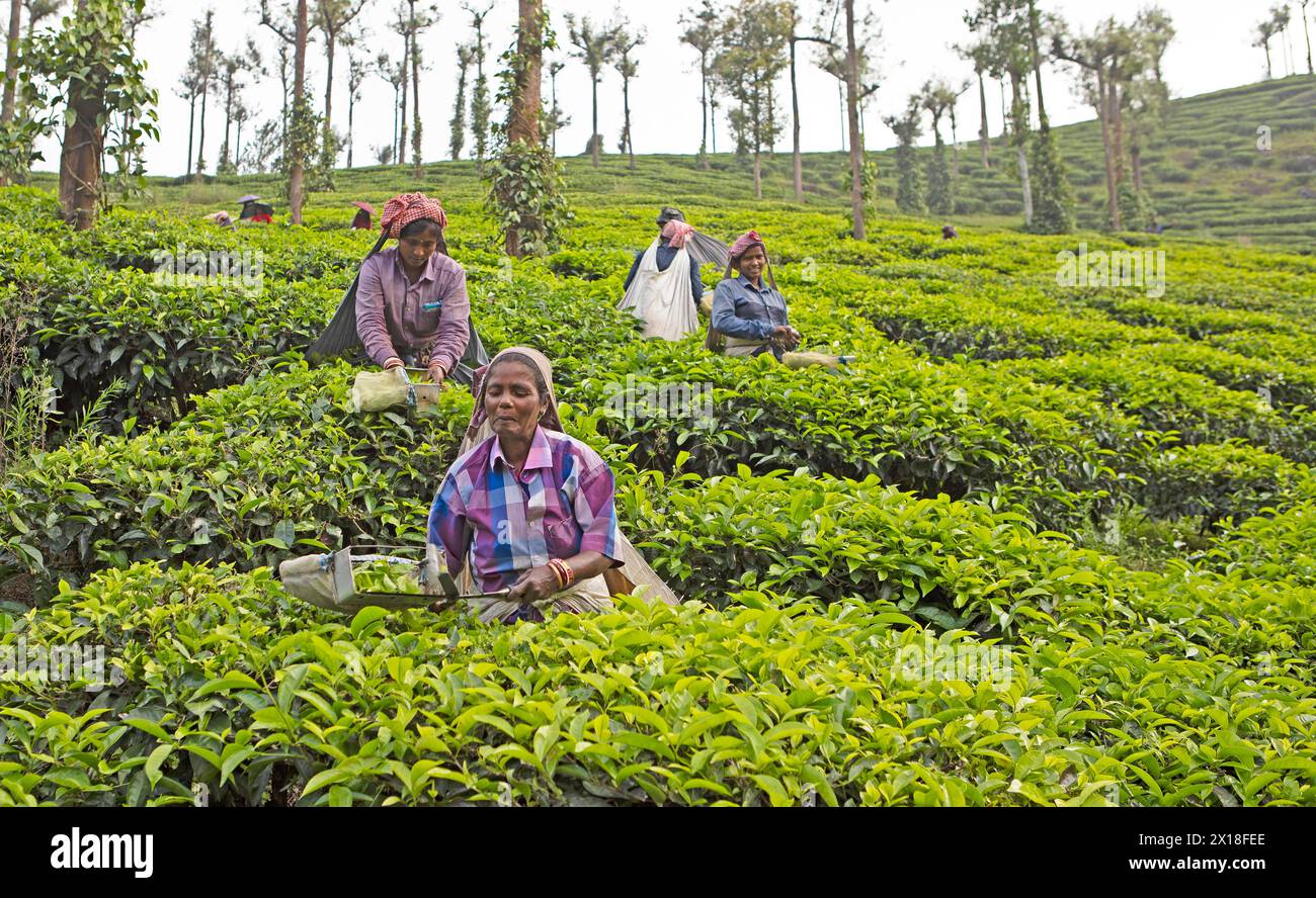 Tea pickers family hi-res stock photography and images - Alamy