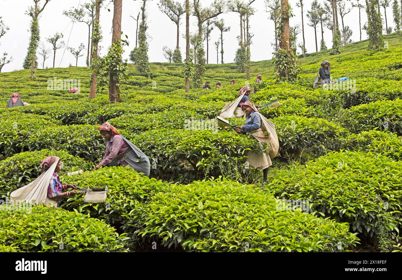 Tea pickers family hi-res stock photography and images - Alamy