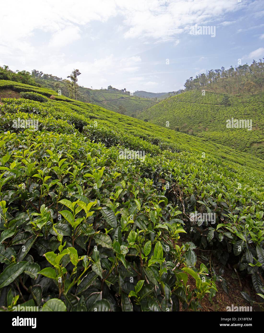 Green hilly landscape with tea plantations, Thekkady, Kerala, India ...