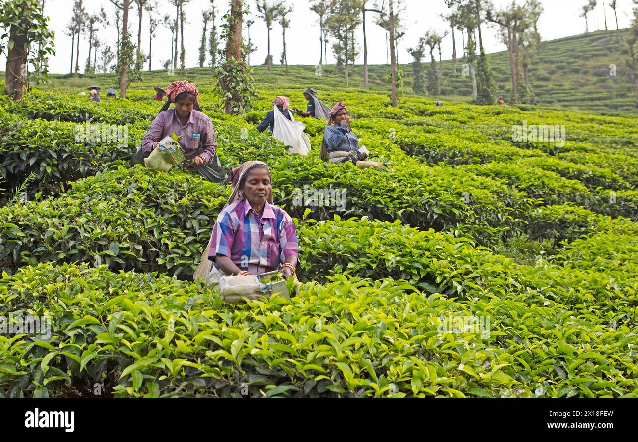 Indian tea pickers on a tea plantation, Thekkady, Kerala, India Stock ...