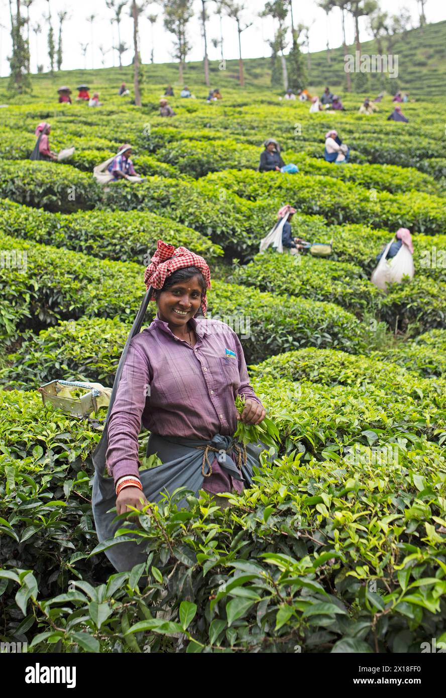 Indian tea picker on a tea plantation, Thekkady, Kerala, India Stock ...
