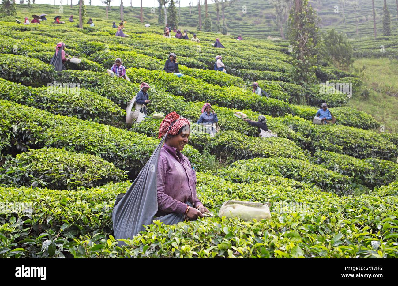 Tea pickers family hi-res stock photography and images - Alamy