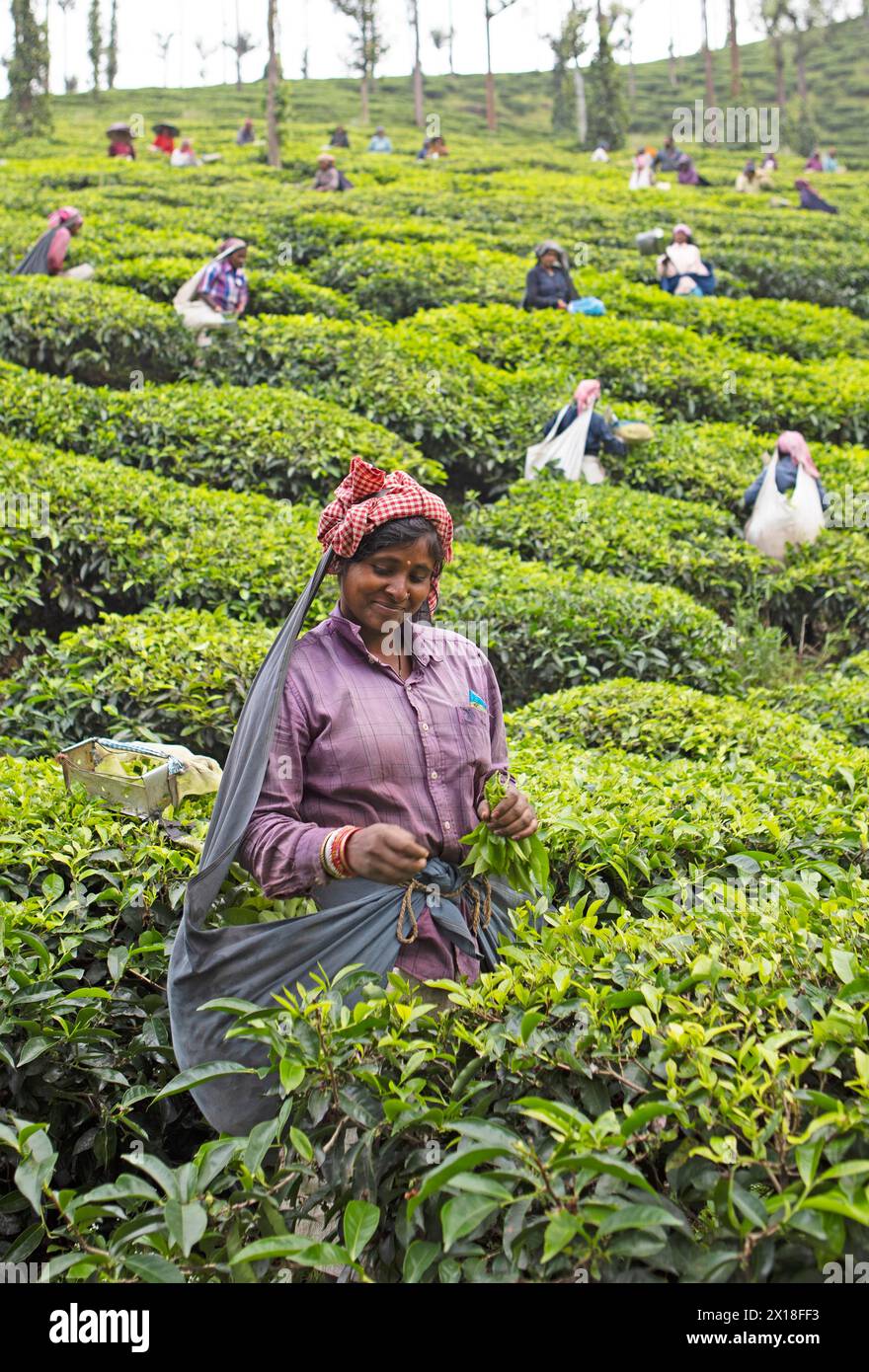 Indian tea picker on a tea plantation, Thekkady, Kerala, India Stock ...