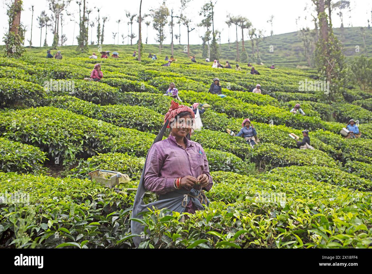 Indian tea pickers on a tea plantation, Thekkady, Kerala, India Stock ...