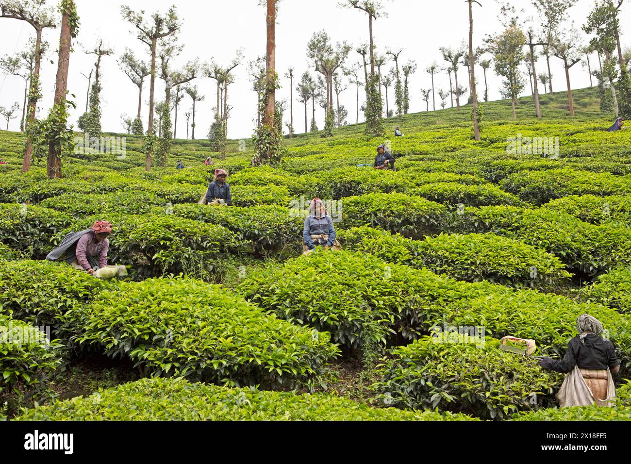 Indian tea pickers on a tea plantation, Thekkady, Kerala, India Stock ...