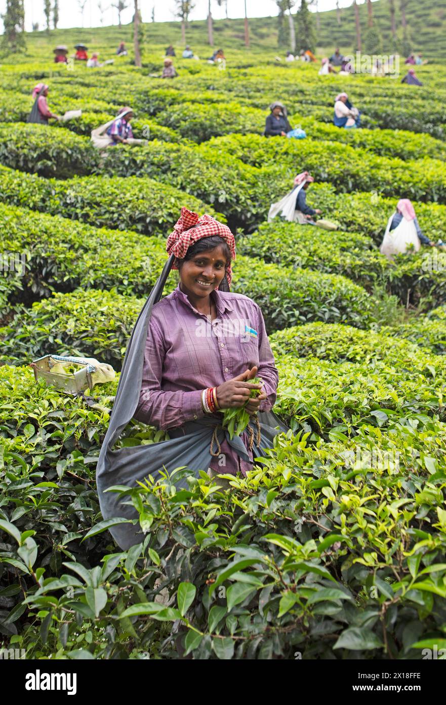 Indian tea picker on a tea plantation, Thekkady, Kerala, India Stock ...