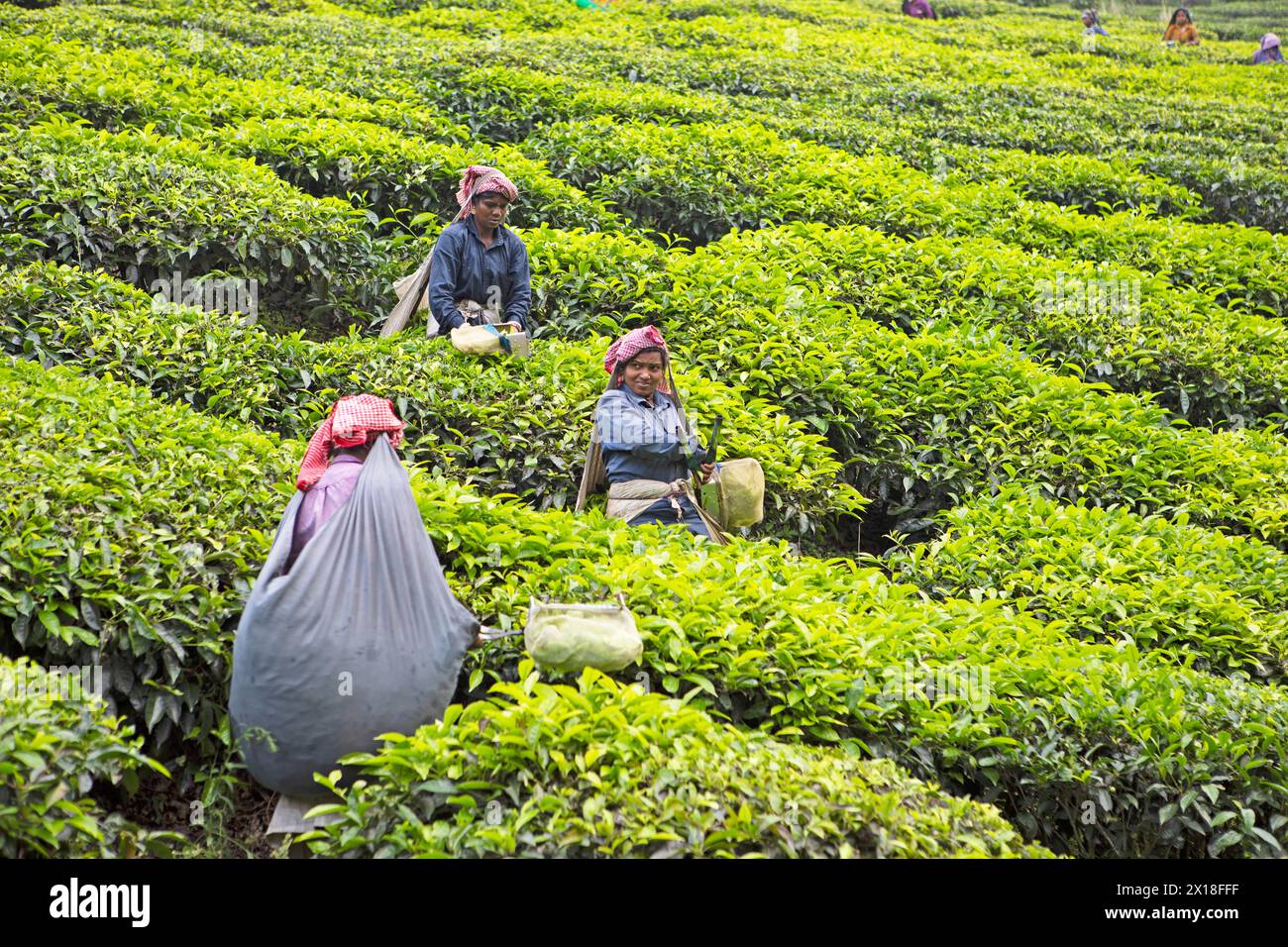 Indian tea pickers on a tea plantation, Thekkady, Kerala, India Stock ...
