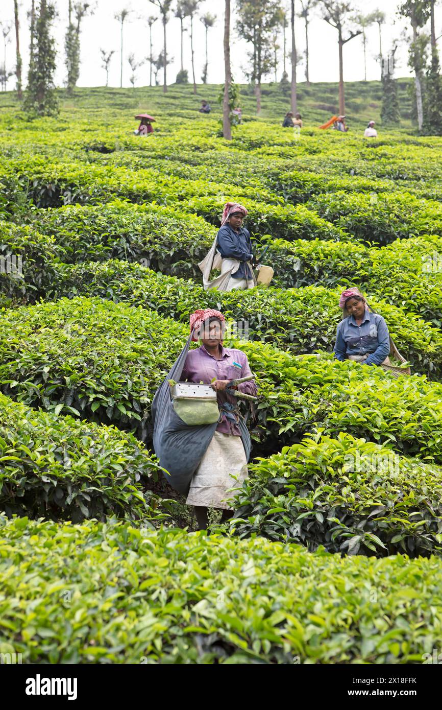 Indian tea pickers on a tea plantation, Thekkady, Kerala, India Stock ...