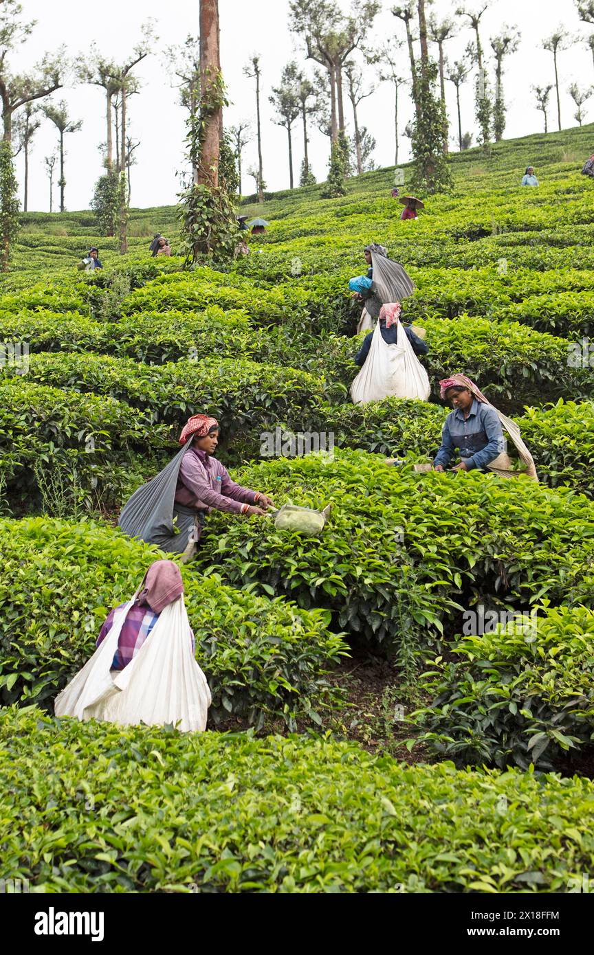 Indian tea pickers on a tea plantation, Thekkady, Kerala, India Stock ...