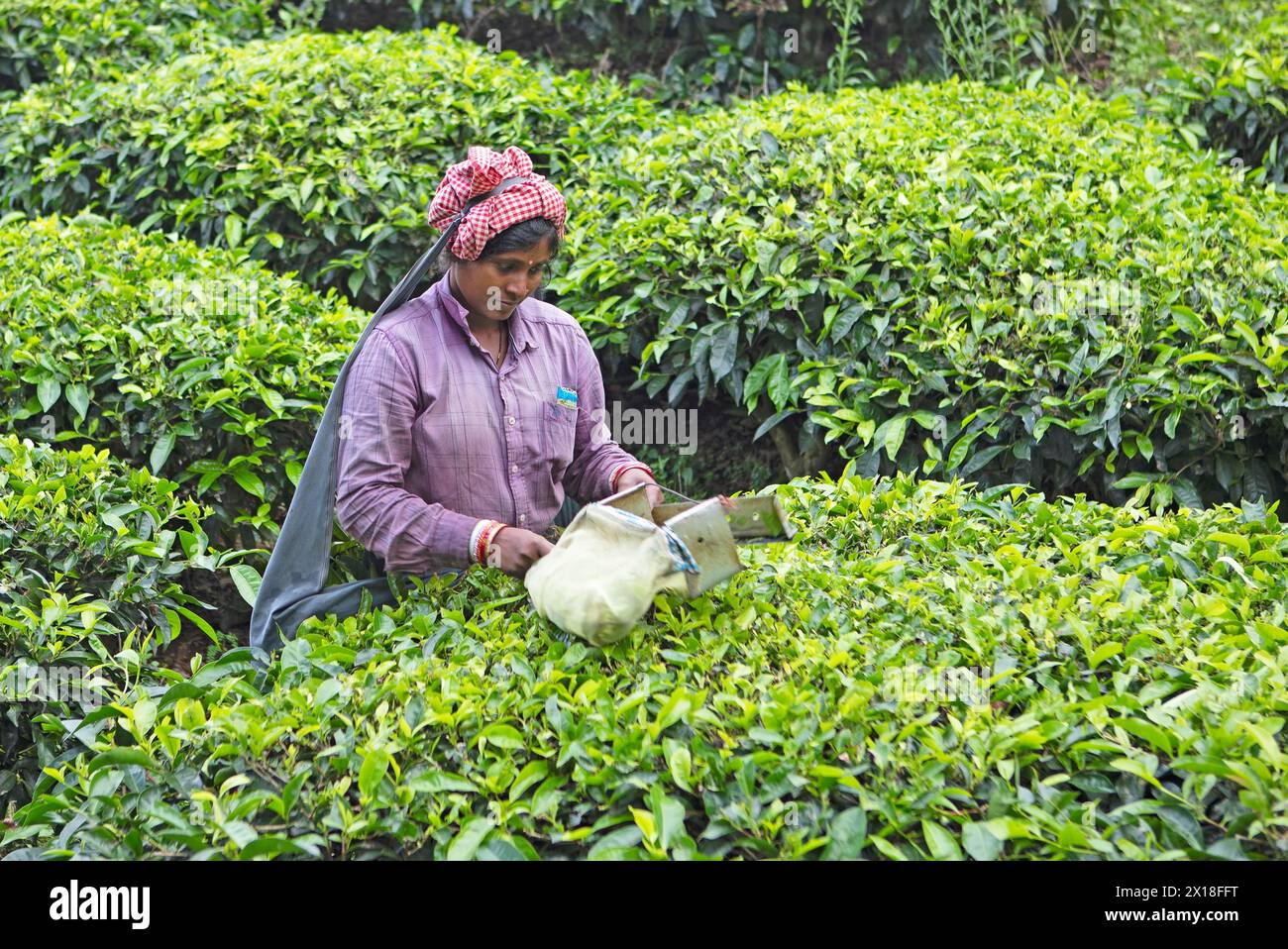 Indian tea picker on a tea plantation, Thekkady, Kerala, India Stock ...