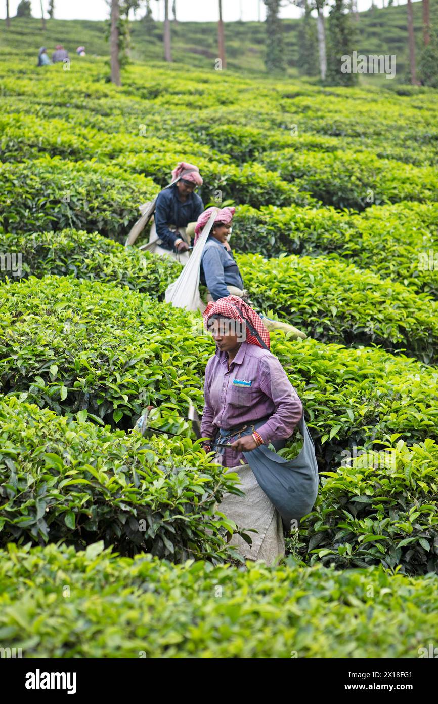 Indian tea pickers on a tea plantation, Thekkady, Kerala, India Stock ...