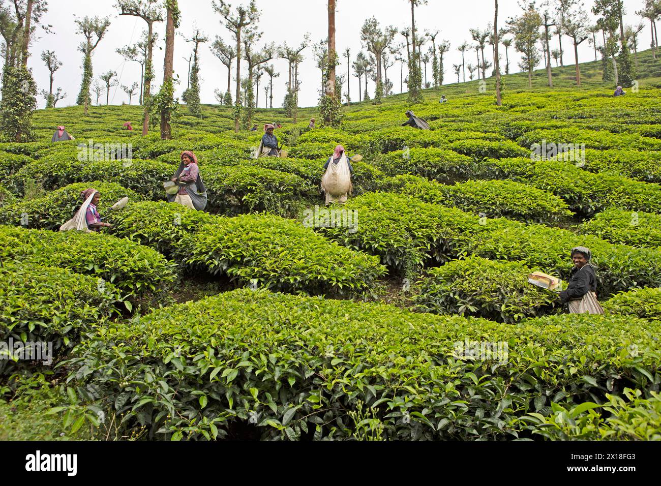 Indian tea pickers on a tea plantation, Thekkady, Kerala, India Stock ...