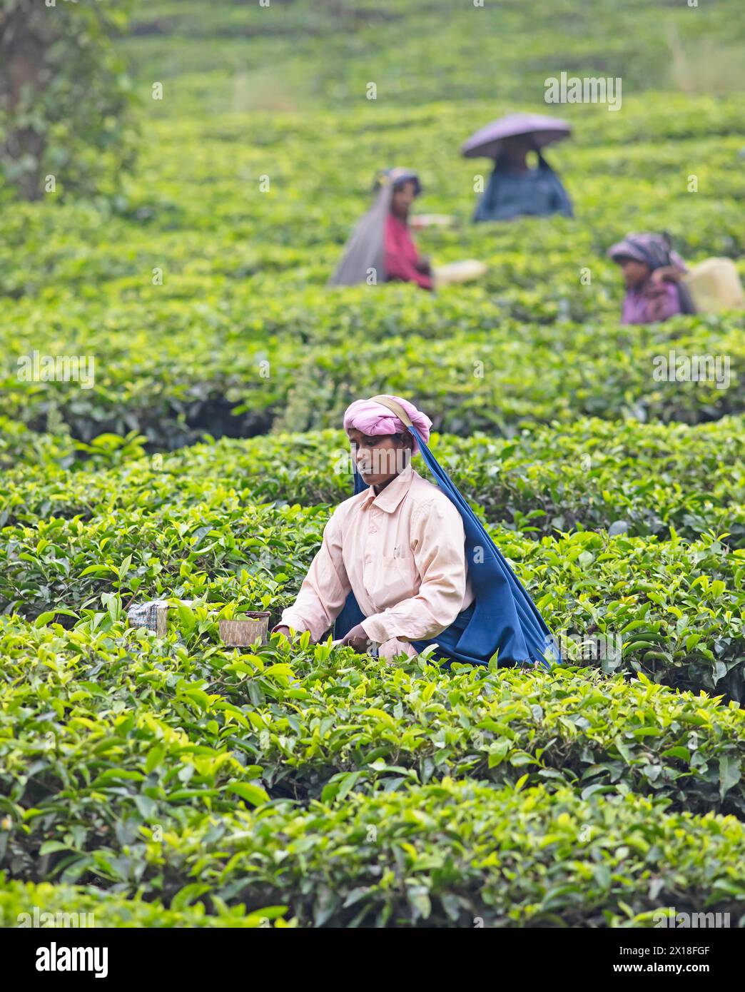 Indian tea picker on a tea plantation, Thekkady, Kerala, India Stock ...