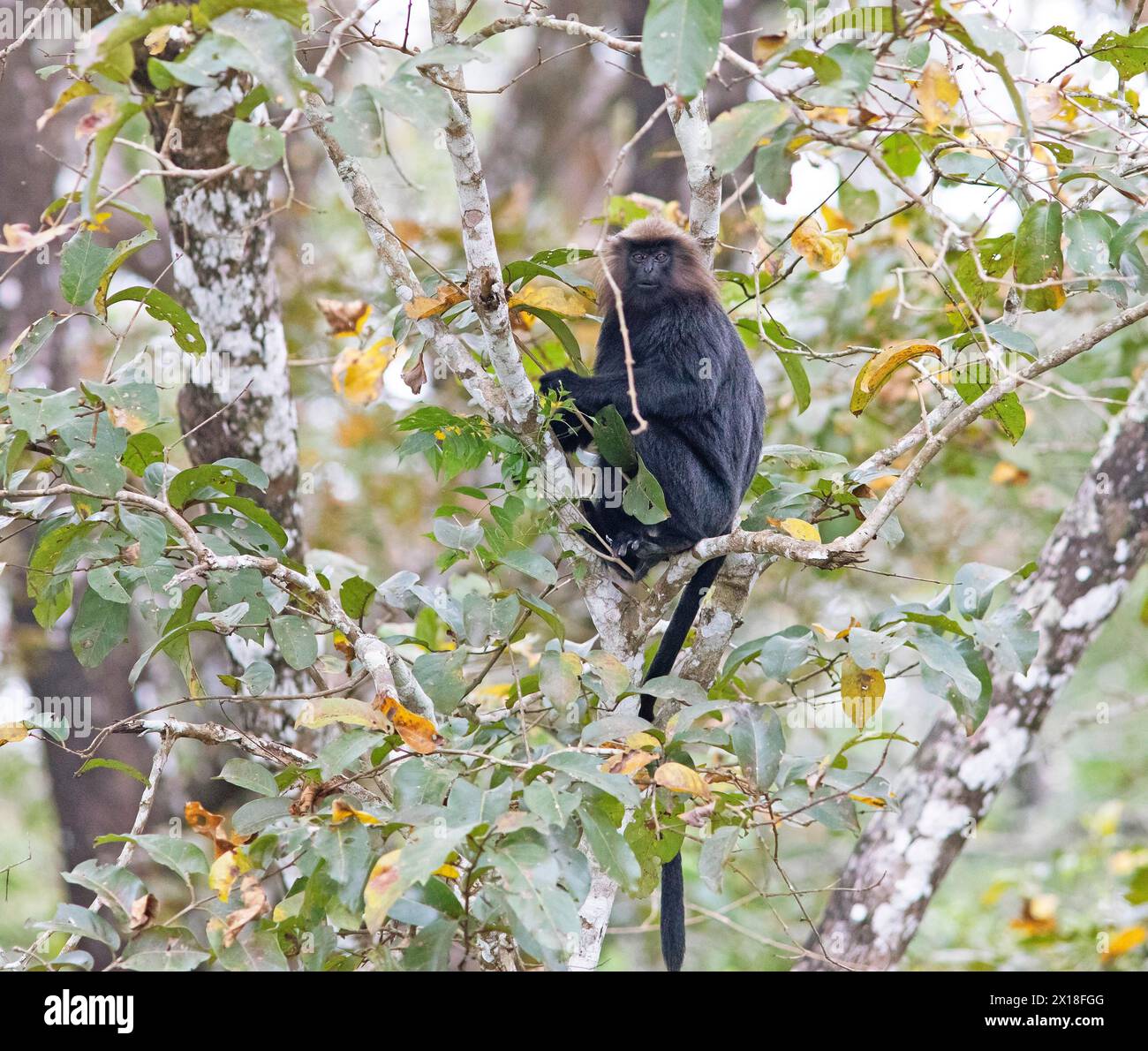 Nilgiri langur (Trachypithecus johnii), Periyar Wildlife Sanctuary or ...