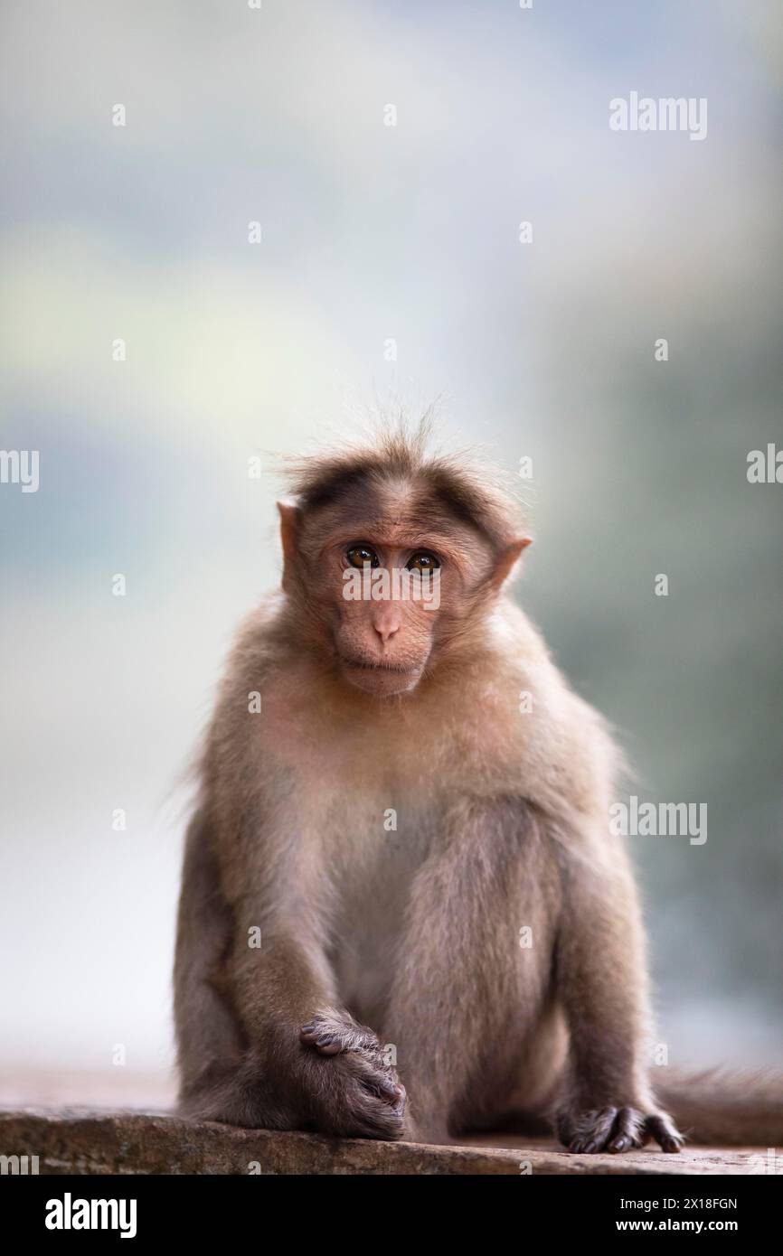 Bonnet macaque (Macaca radiata), Periyar Wildlife Sanctuary or Periyar ...