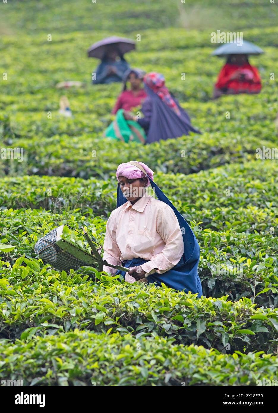 Indian tea picker on a tea plantation, Thekkady, Kerala, India Stock ...